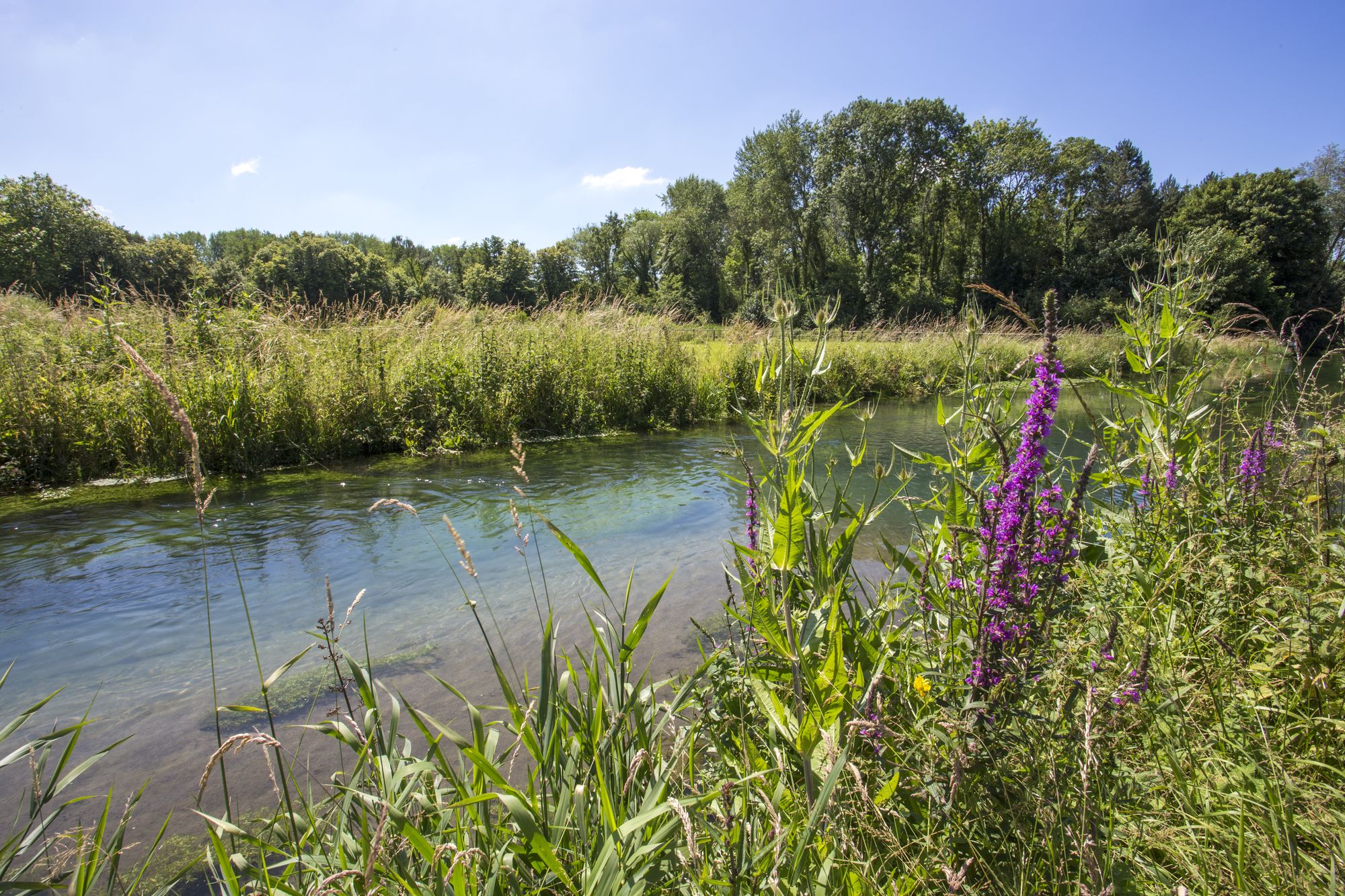 L'histoire de la pisciculture - Poisson Aquaculture